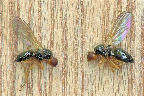 How To Identify And Control Carrot Rust Fly Gardeners Path