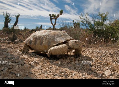 desert tortoise gopherus agassizii in its native habitat native to