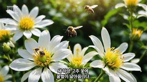 꿀벌과 나비와 공생하고 고추잠자리가 도와주는 고추재배 Youtube