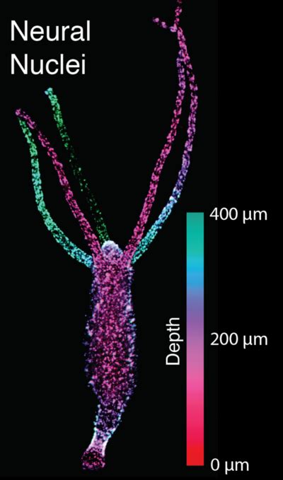 Synchronization Of Neurons During Regeneration In Hydra Howard Lab