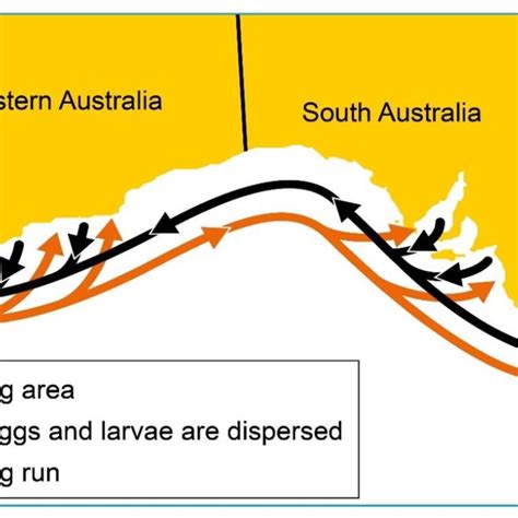 3 Australian Herring Migration Spawning And Larvae Dispersal
