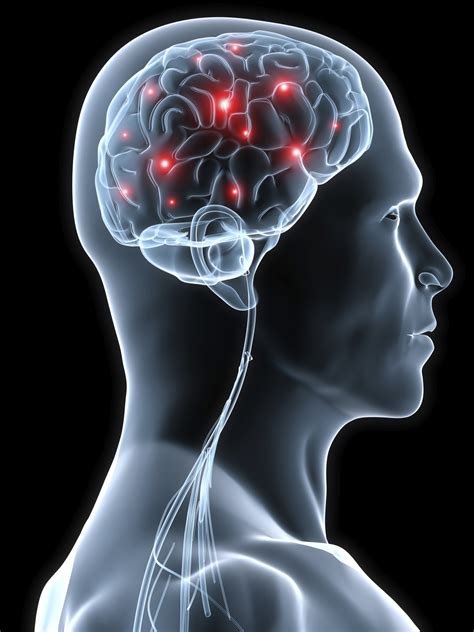 the human brain and nervous system theschoolrun