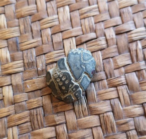 Fossil Seaurchin Fossilised Flint Etsy