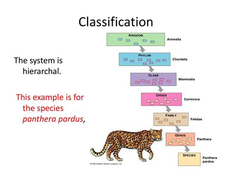Principles Of Taxonomy Chapter 18 Page 446 Ppt Download