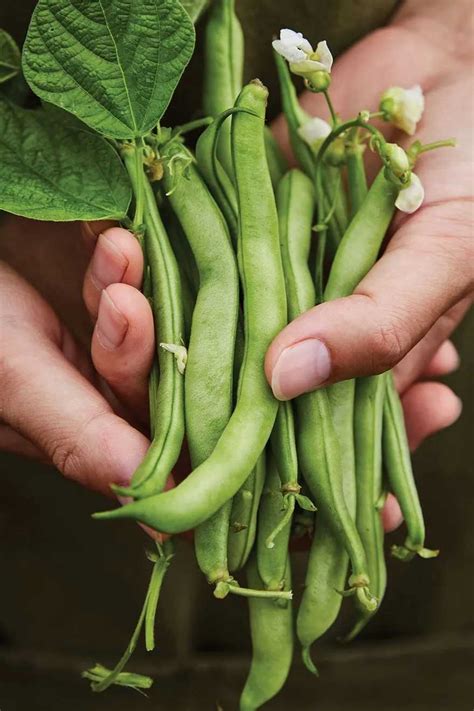 Haricot Vert French Buttery Garlic Green Beans