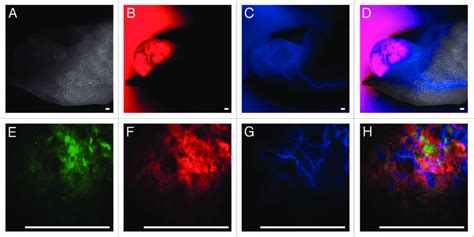 Intravital Imaging Of Tumor Associated Vasculature A Macroscopic