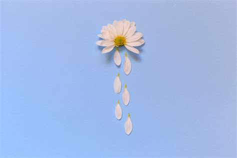 카밀레 파란색 배경에 거짓말을 하 고 있는 비가 구름을 모방 0명에 대한 스톡 사진 및 기타 이미지 0명 가을 개념 Istock