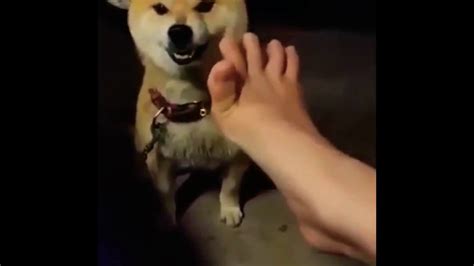 귀여운 시바견 영상모음 Youtube