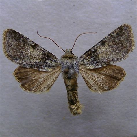 Hadena Hadena Picture Insect