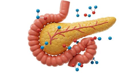Pancreas And Duodenum A 3d Medical Illustration Stock Illustration