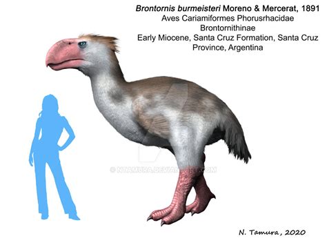 Brontornis Burmeisteri By Ntamura On Deviantart