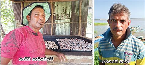 විනාශකාරී දැදුරු නයා” මාළුවාගේ කරවලවලින් ඉහළ ආදායමක් Divaina Breaking Sri Lanka News And Top