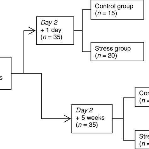 1 Randomization Scheme Of The Groups Download Scientific Diagram