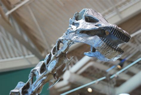Diplodocus Skull