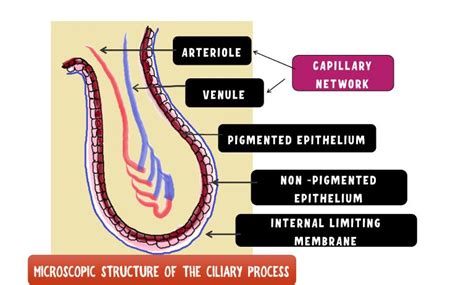 Anatomy Of The Ciliary Body Insight Ophthalmology