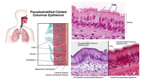 Lamina Propria Definition Structure Functions Biology Notes Online