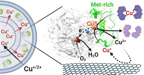How Bacteria Manage Copper Toxicity 🦠