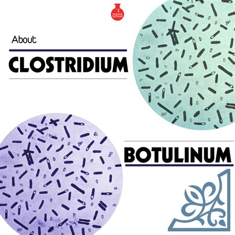 Clostridium Botulinum Science Vietnam