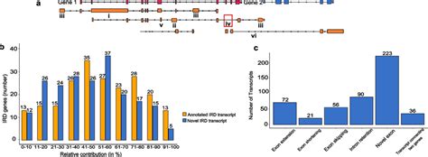 Novel Transcripts Description A Schematic Representation Of Different Download Scientific