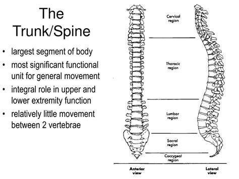Ppt The Trunkspine Powerpoint Presentation Free Download Id1215066