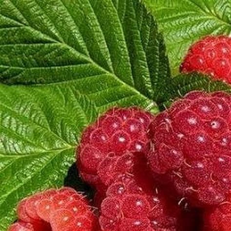 ольга исаева Youtube