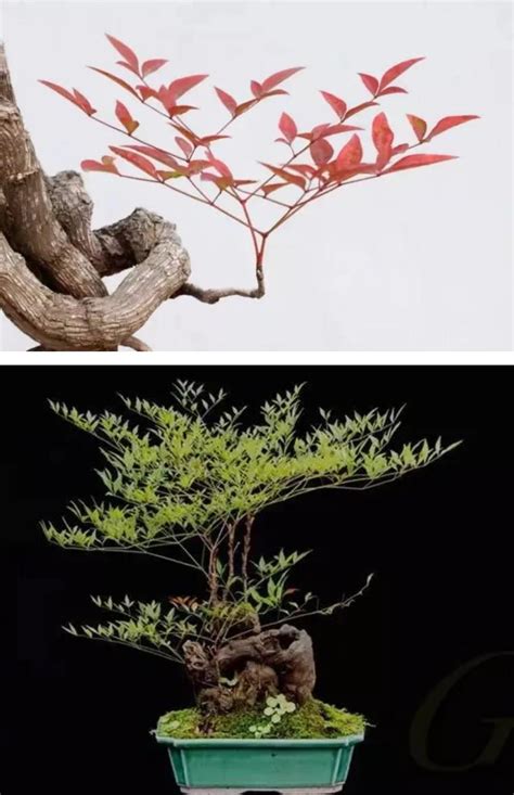 100种观叶植物 No 22 南天竹养护攻略 知乎