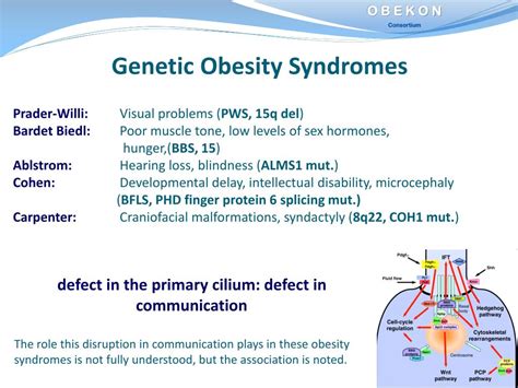 Ppt Obesity Genetic Update By Cgh Analysis And Its Potential