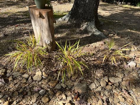 “stringy” Japanese Forest Grass Planted In Spring Before Dry Summer