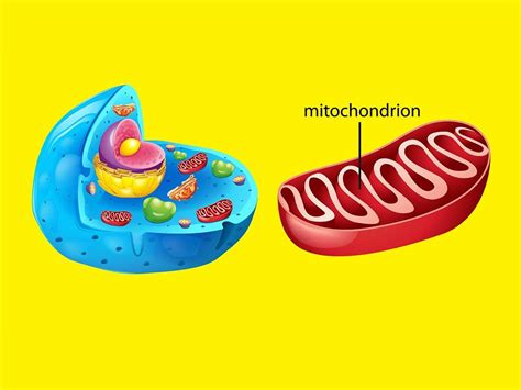 Mitochondria Definition Function Structure And Facts