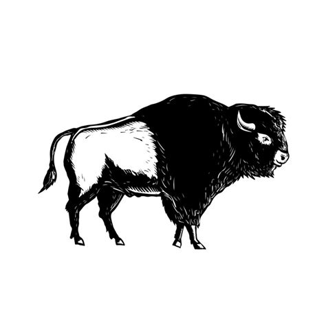Premium Vector American Buffalo Side Woodcut Black And White