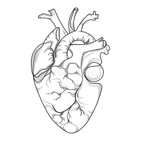 Anatomical Heart Line Drawing In Black And White Stock Vector