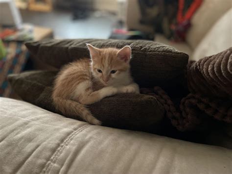 How Small Is His Tiny Brain Cell Asking For A Friend R Oneorangebraincell