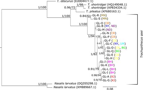 Bayesian Inference Tree Of Hypervariable Region I Bayesian Inference