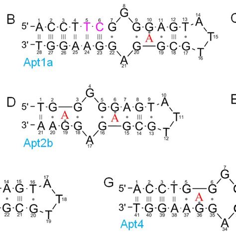 The Secondary Structures Of A The Wild Type Adenosine Aptamers