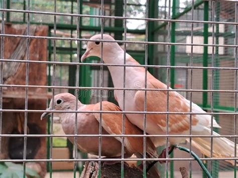 Eurasian Collared Dove And X28 Streptopelia Decaoctoand X29 On A Tree Branch In A Cage Stock Image