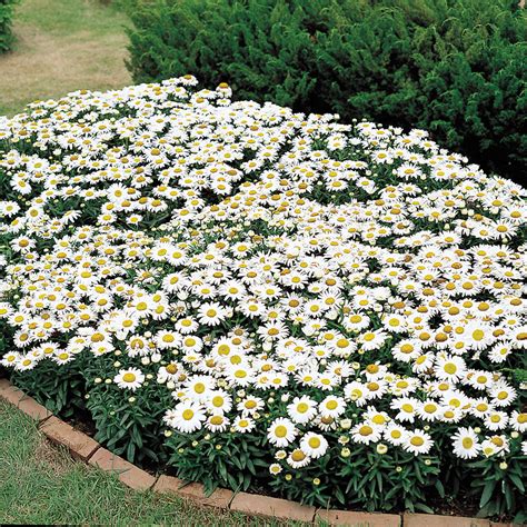 Snow Lady - Sakata Ornamentals