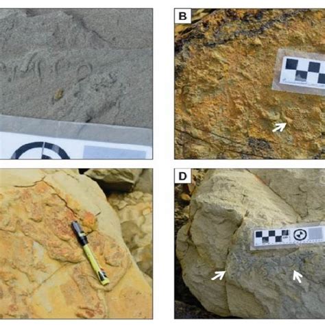 Trace Fossil Suites Attributable To The Cruziana Ichnofacies A Sandy Download Scientific