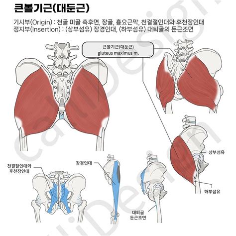 의학그림 메디컬 일러스트 Callidesign On Instagram 함께근육공부 시즌2 근육별기시정지 큰볼기근대둔근기시정지 캘리디자인 메디컬일러스트와 함께 차근차근