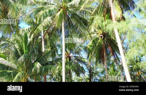 Coconut Palm Seed Stock Videos Footage HD And 4K Video Clips Alamy