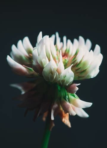 토끼풀 클로버 꽃말