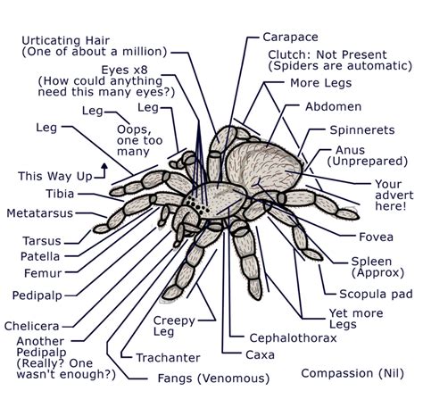Labeled Diagram Spider At Taylah Cayley Blog
