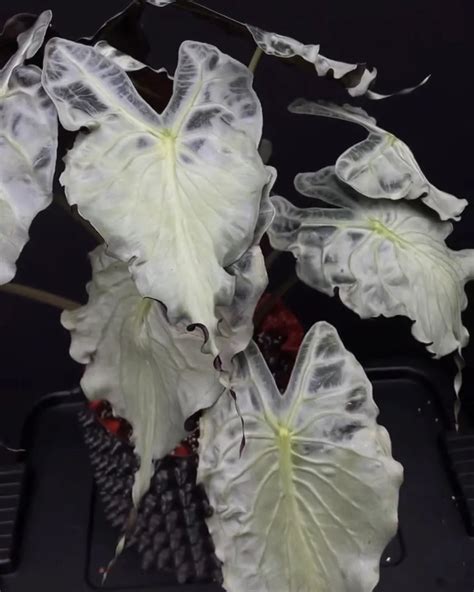 Alocasia Venom Tissue Culture Preorder Ship Date Mid March 2026