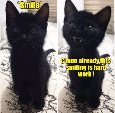 Get Ready To Smile With These Hilarious Cat Memes