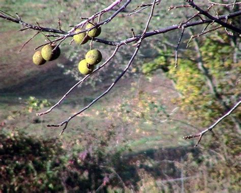 Free Picture Willow Tree
