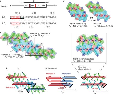 Atomic Structures Of Amyloid Fibrils Formed By Segments Of Tau Viewed Download Scientific
