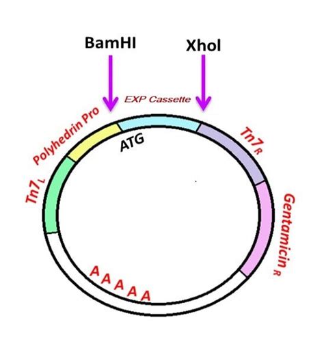 An Illustration Of The Designed Pfastbac Ht A Vector Harboring The Download Scientific Diagram