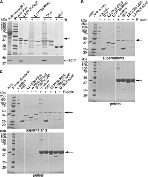 Tarp Harbors An F Actin Binding Domain That Is Separate From The Actin
