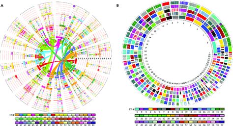 Genome Alignments And Comparisons Each Circle Represents Chromosomes Or