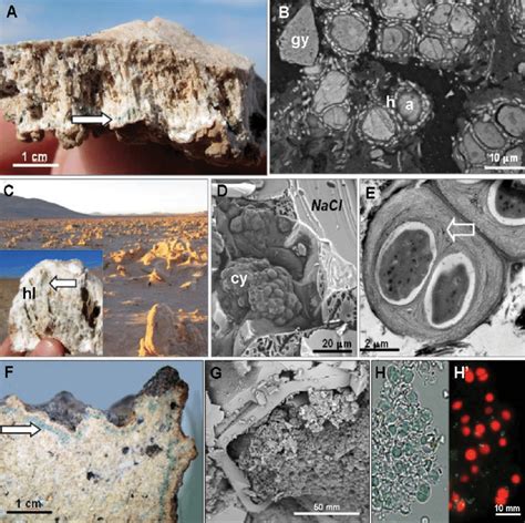 Endolithic Communities Found Within Lithic Habitats In The Atacama Download Scientific Diagram