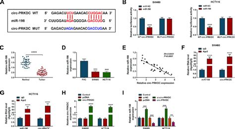 Circ Prkdc Acts As A Sponge For Mir 198 A Circular Rna Interactome Download Scientific